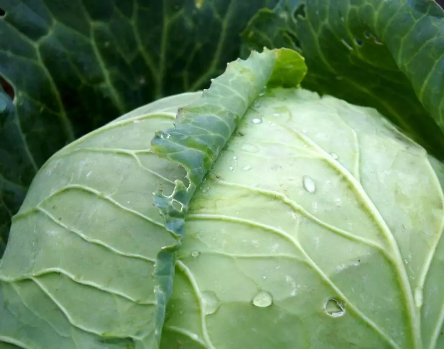 Belochane Cabbage.