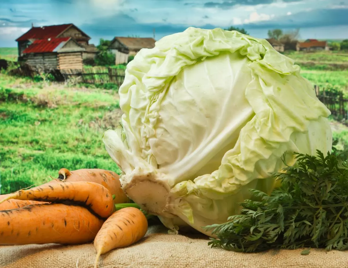 Com estalviar el 90% de l'cultiu crescut? Pastanaga i col