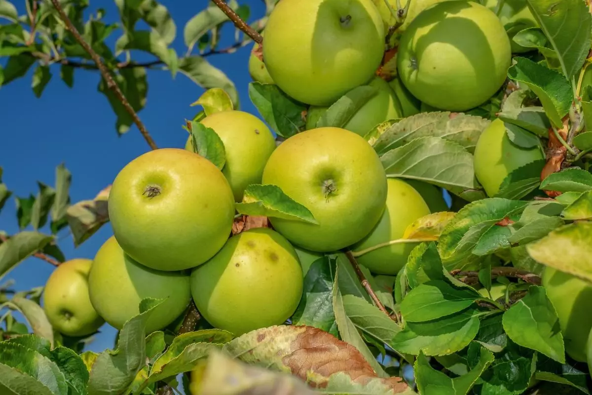 Apple Casserolni qanday pishirish kerak?