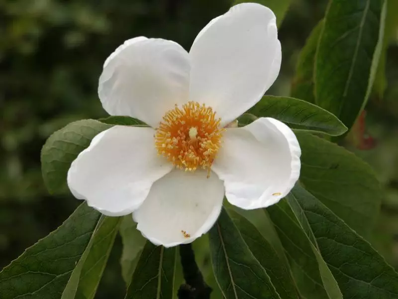 Classification des plantes et des animaux. Être célèbre laid?