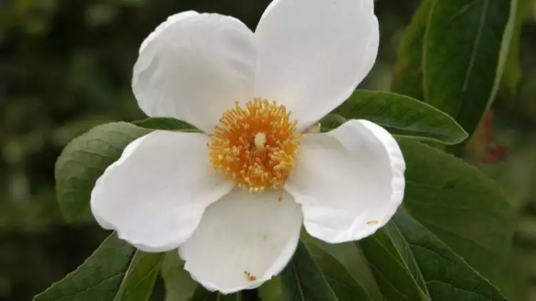 Franklinia (Franklinia Alamahaha)