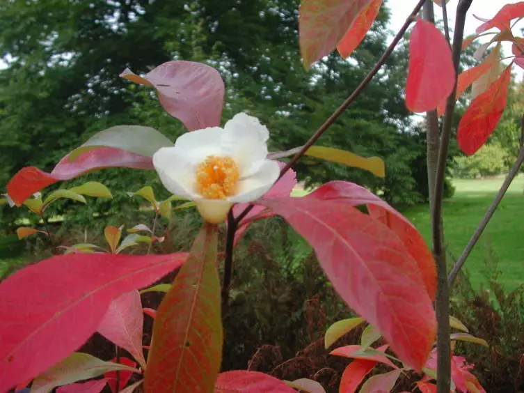 Franklinia (Franklinia Alamahaha)