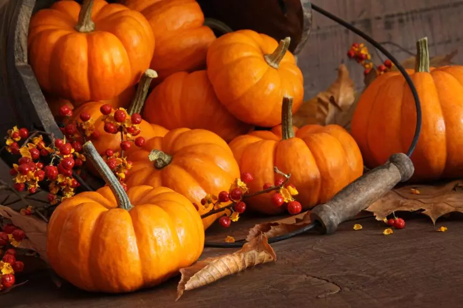 ¿Cómo es la calabaza habitual?