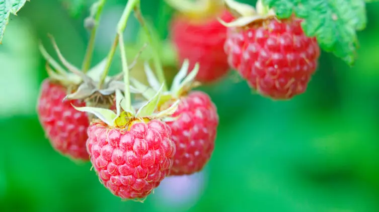 Makanan penutup musim panas apa yang dapat dimasak dari raspberry?