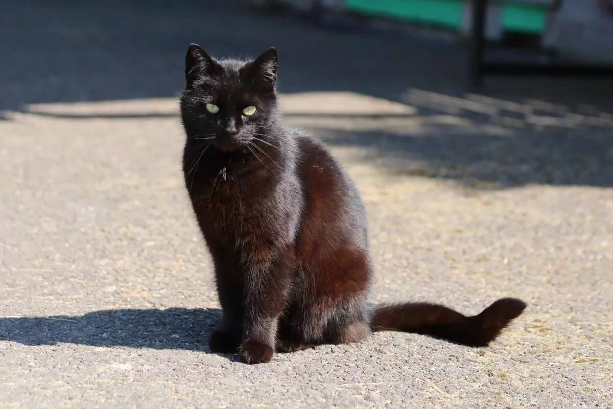 Mitä Koshkin Tail kertoo?