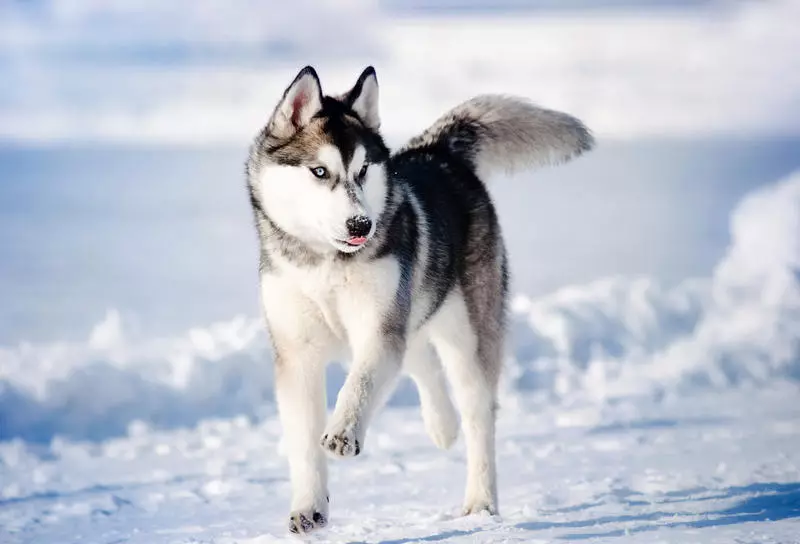 Husky. Оё ман ин сагро сар мекунам?