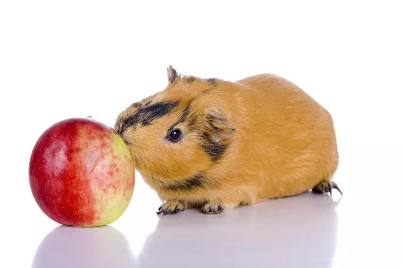 Cosa nutrire la Guinea Pig?