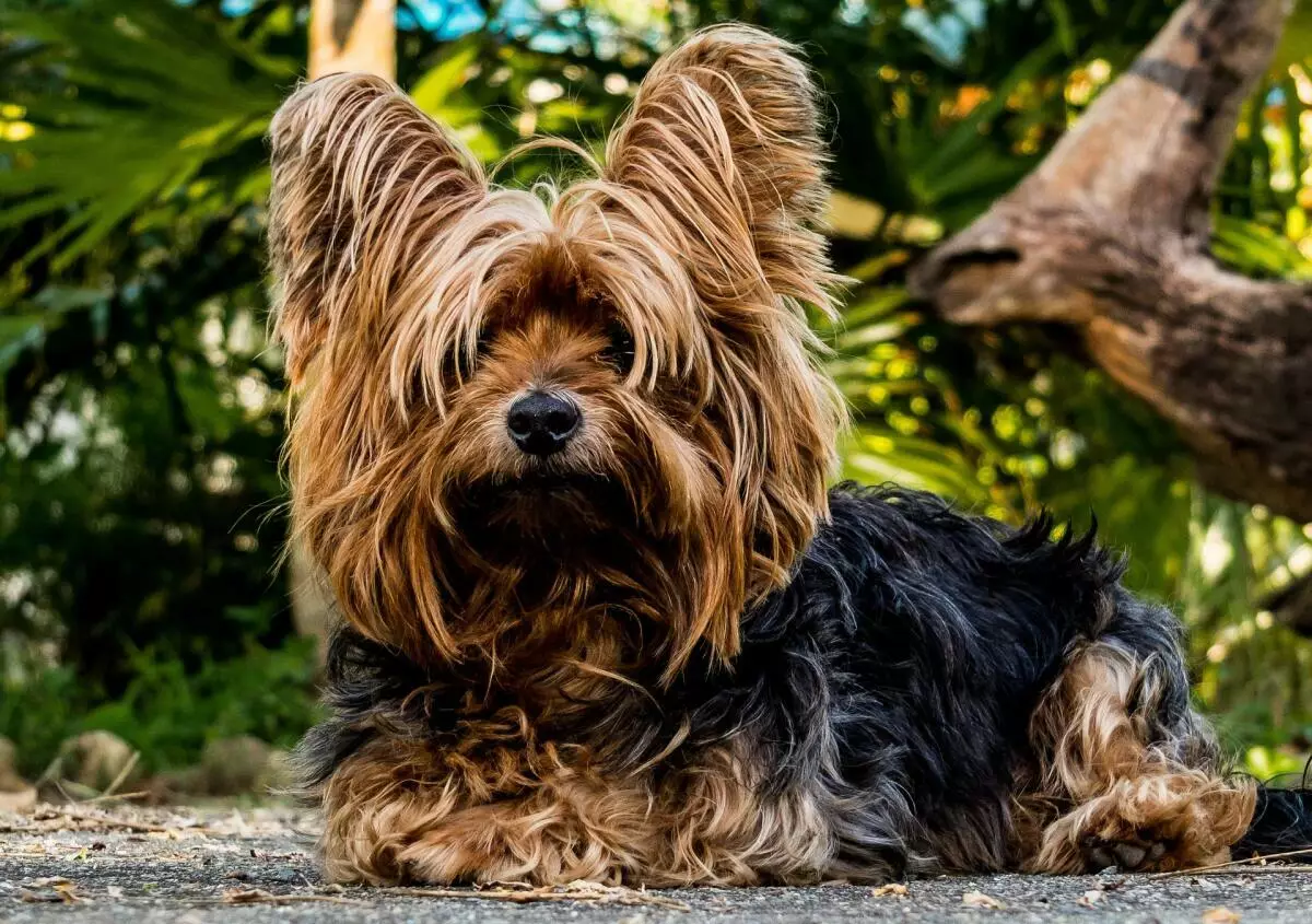 Bagaimana untuk memberi makan Yorkshire Terrier?