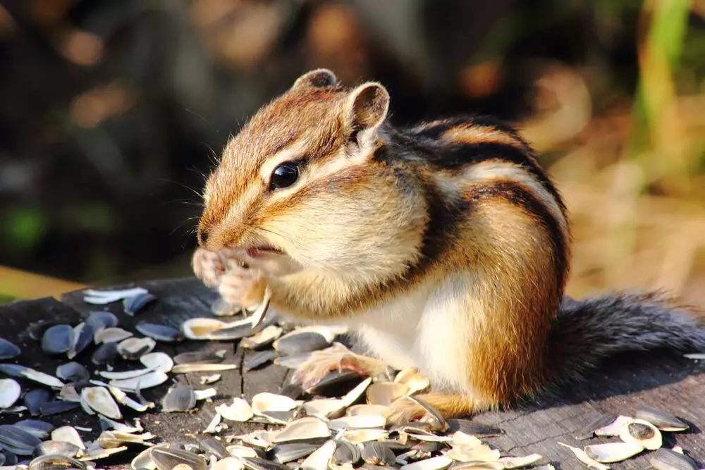 Nigute wagaburira chipmunk?