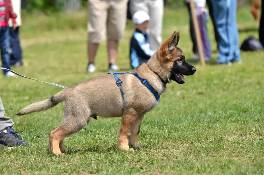 どのようにビジネスの品種の子犬を育てるには？