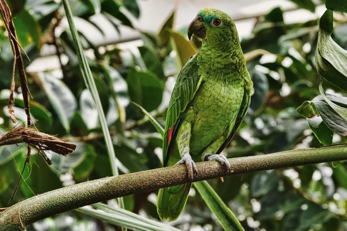 Bagaimana untuk menjinakkan burung nuri dan mengajarnya untuk bercakap dan menyanyi?