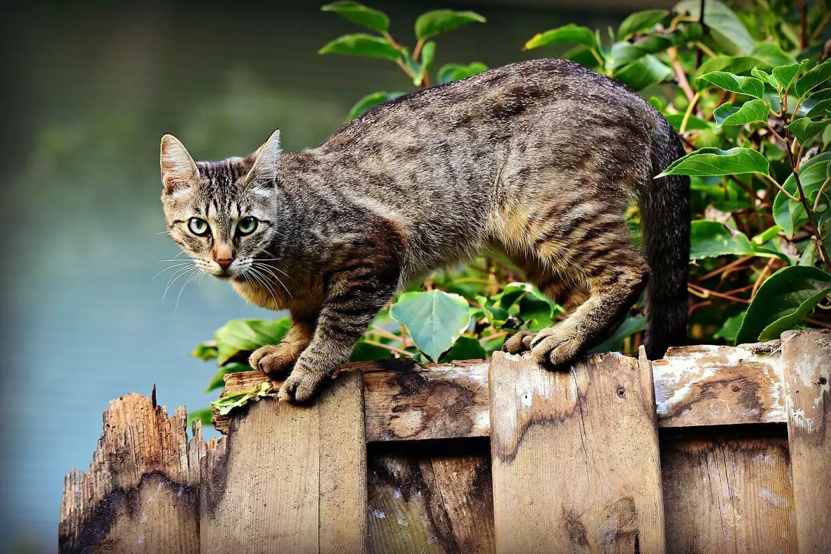 Hoe om uit te vind dat die kat is wurms?