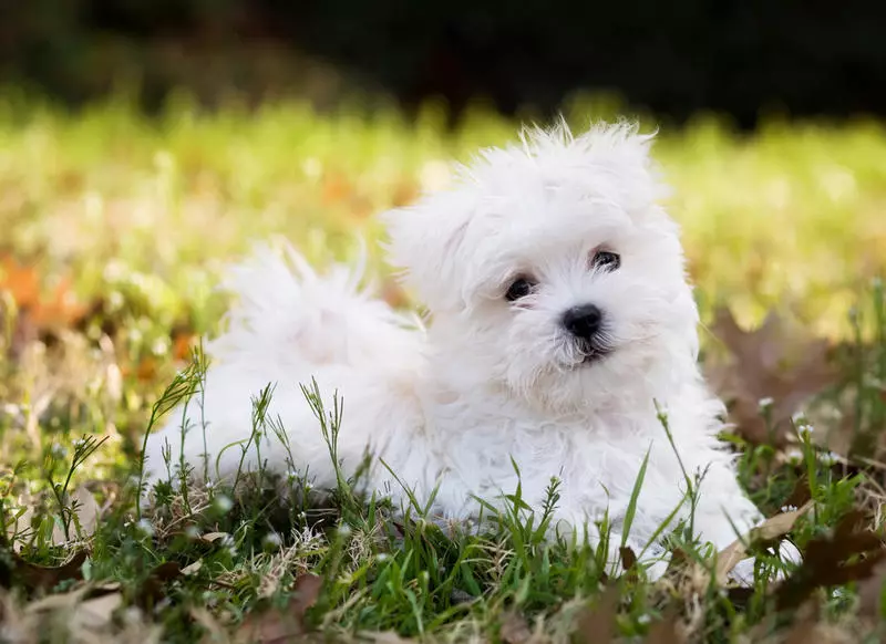 Hoe om te sorg vir Maltese Bolon?