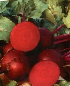 Dronning - Red Beet