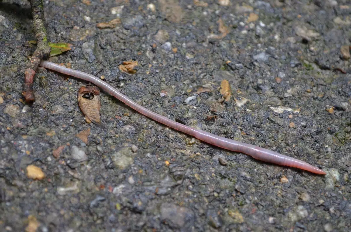 Miksi saada sademäärät pinnalle sateen aikana?