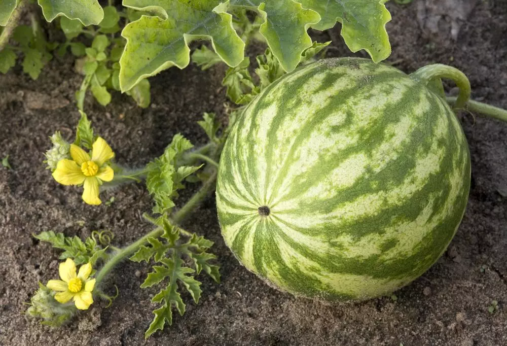 Jinsi ya kupika saladi ya matunda katika watermelon?