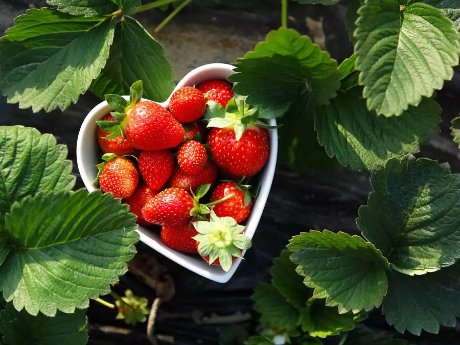 Hoe genieten van aardbei met smaak?