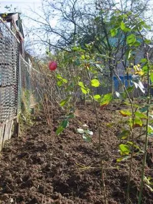 Currant en Rose - betroubare verskansing van bure