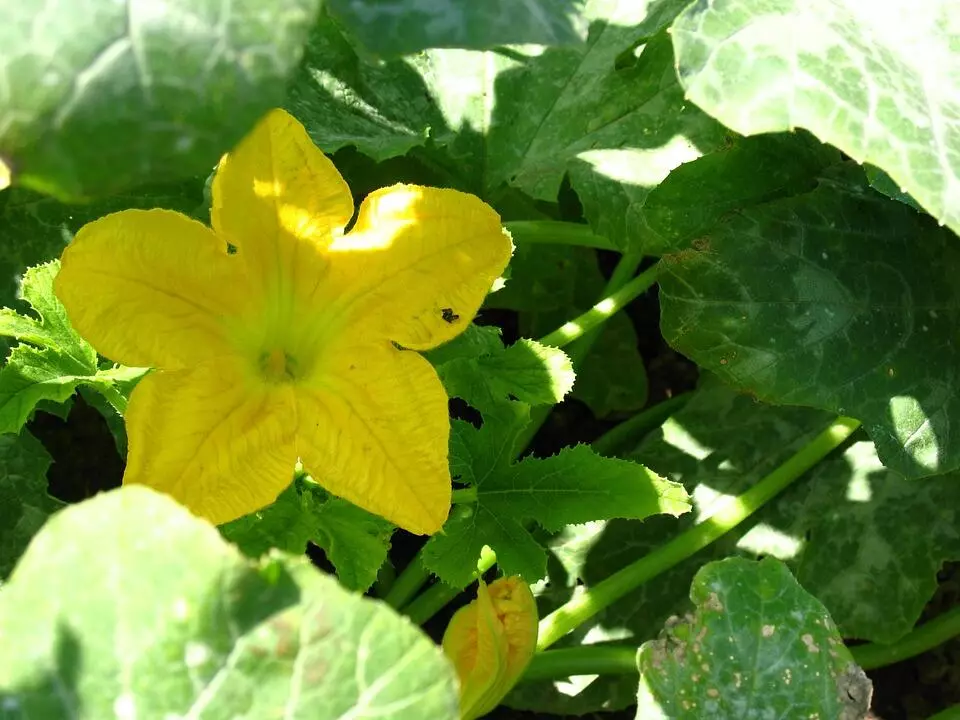 Maxaa laga kariyey zucchini?