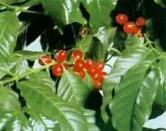 Ripe coffee berries