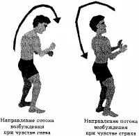 Bioenergetikus elemzés: Mi a lényege és hogyan kezdődött meg? 12865_3