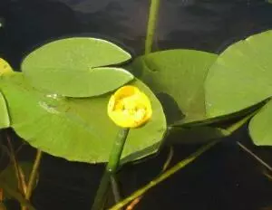 ಸೆನಿನಾ