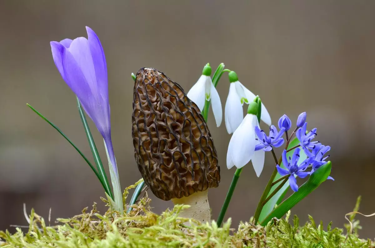 Kako zbrati gobe v aprilu?