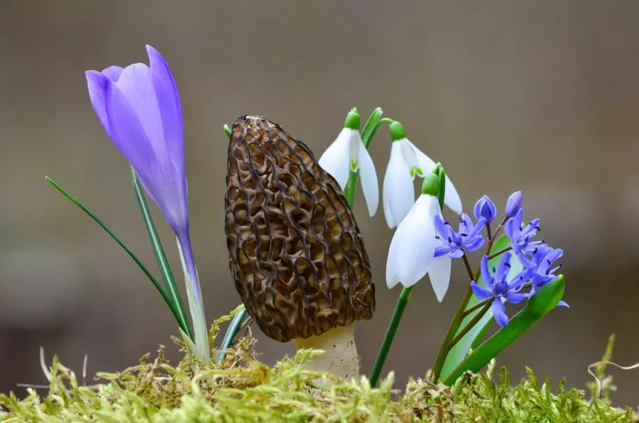 Kif tiġbor il-faqqiegħ f'April?