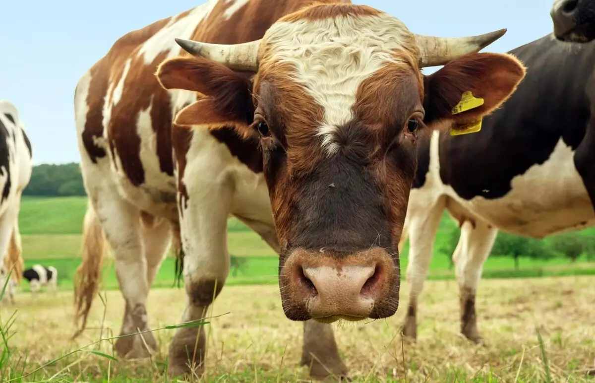 Bull - miotais laoch nó an t-ollphéist den domhan ársa?