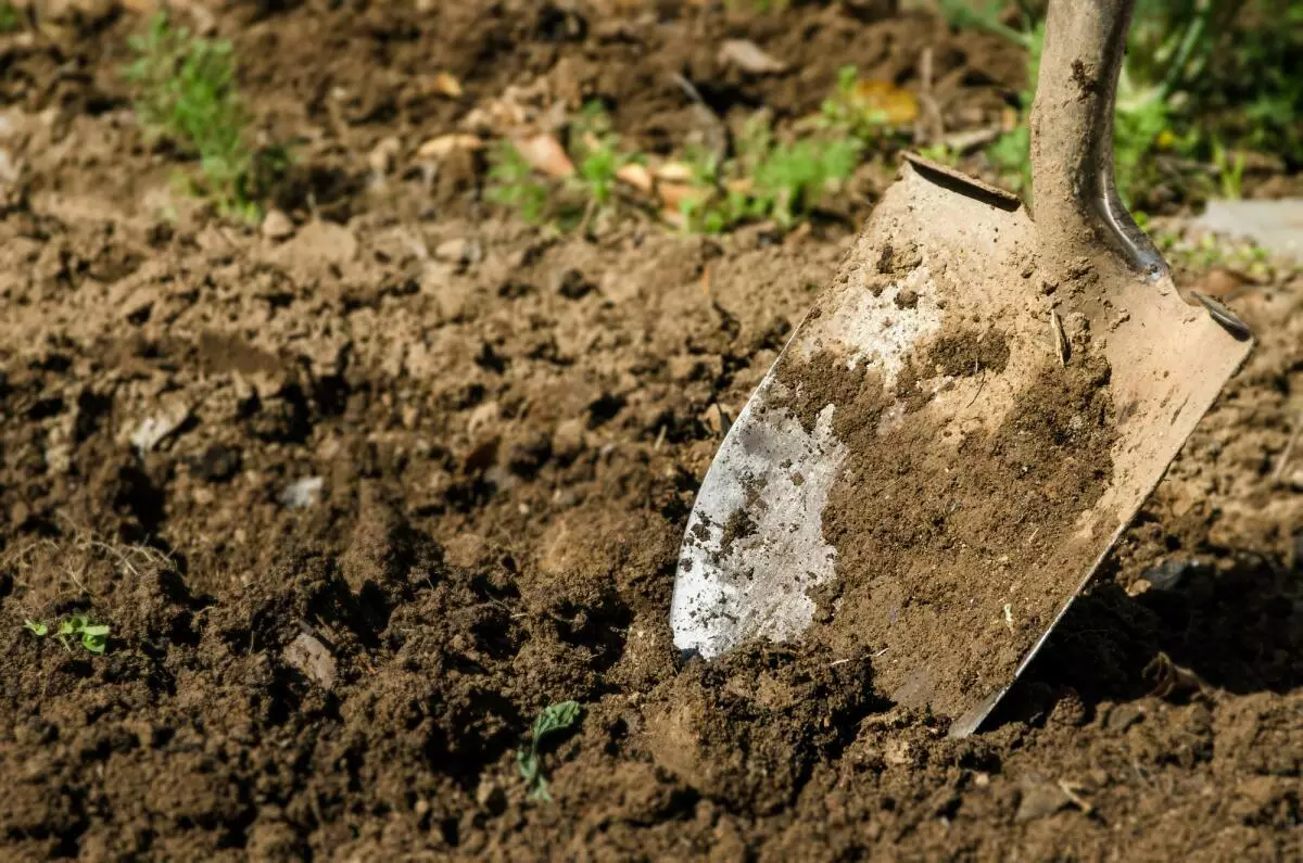 Kepiye carane para bangsawan ing kebon lawas digoleki?