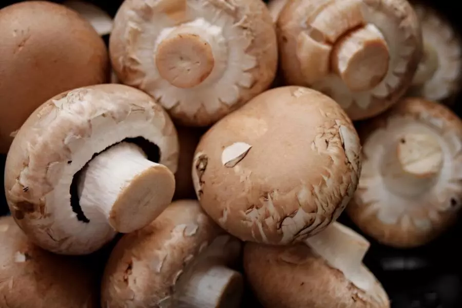 Hoe kook je heerlijke snacks uit champignons? Venezolaanse paddestoelen en dronken oesters