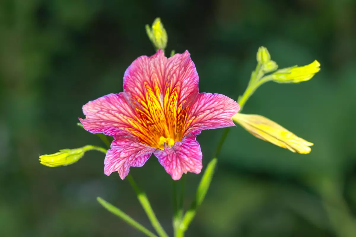 Bunga di kebun. Bagaimana cara menumbuhkan salpiglosseis?
