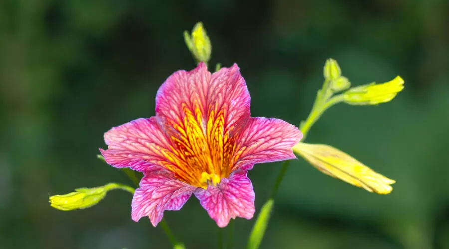 花在花園裡。如何種植salpiglosseis？