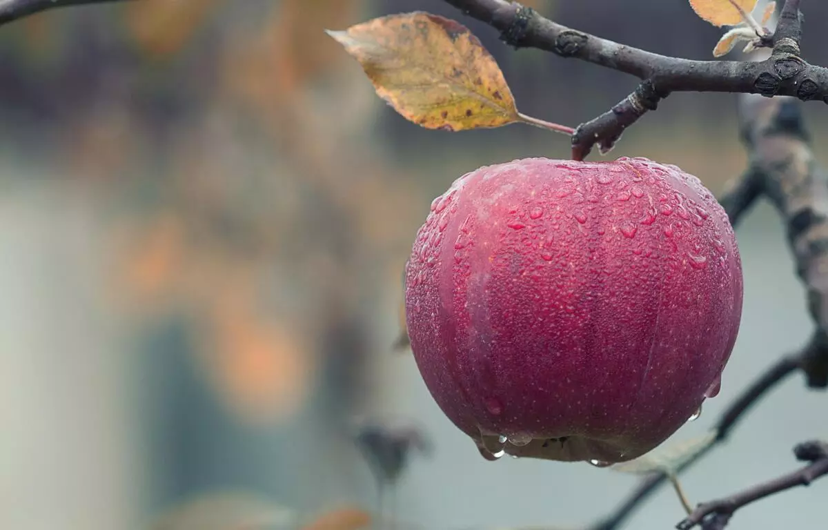 Kini o le ṣetan lati awọn apples?