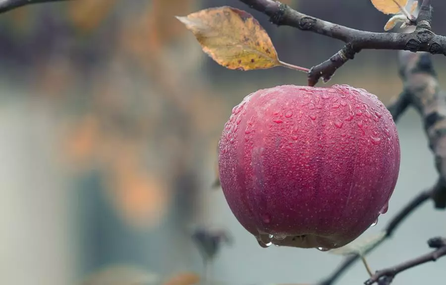 וואָס קענען זיין צוגעגרייט פון די apples?