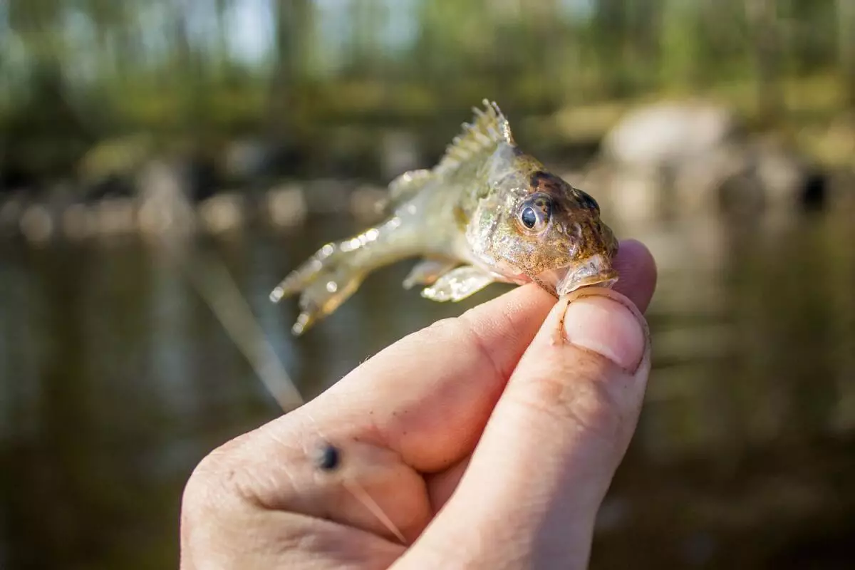 Hvordan føle å fiske som fisk i vann? Om yersh.