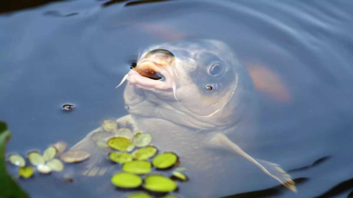 Kepiye ngrameke iwak kaya iwak ing banyu? Babagan Carp.