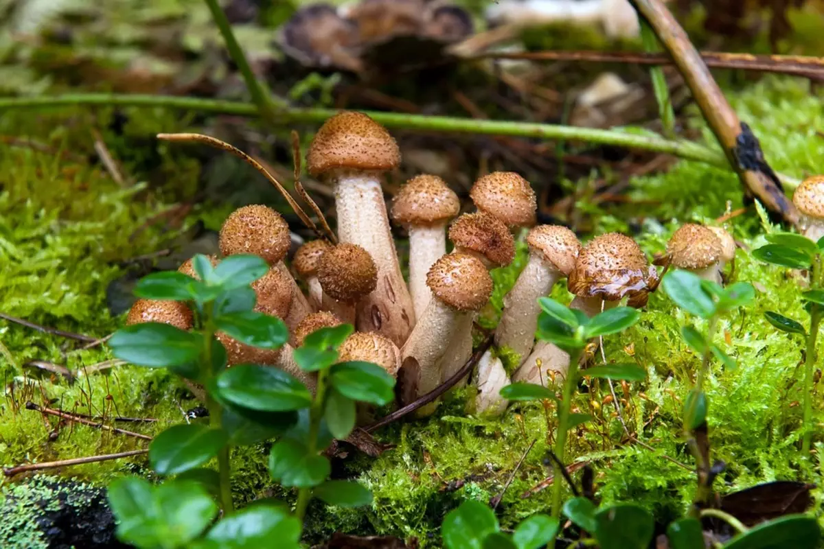 Dê Mushroomniki "derdorên witch" ditirsin? Na!