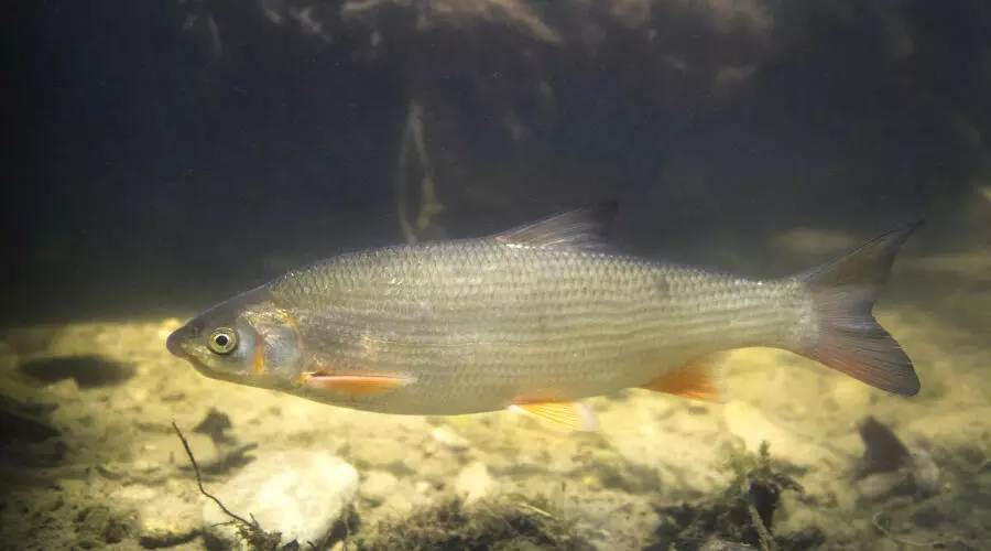 Quelle est la pbusta sous la bouche? La nourriture pour poissons!