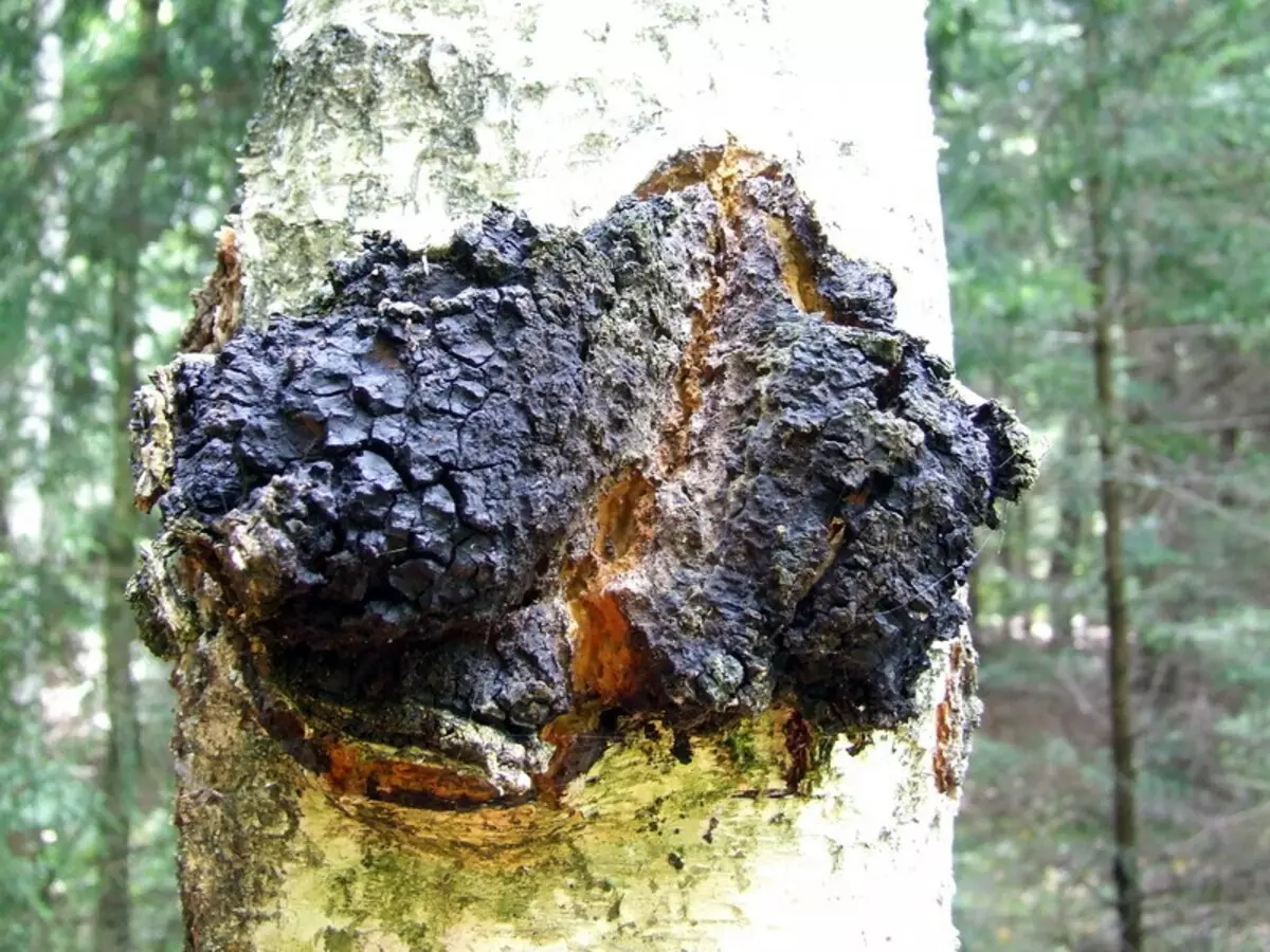 Nani atakuponya? Chaga!