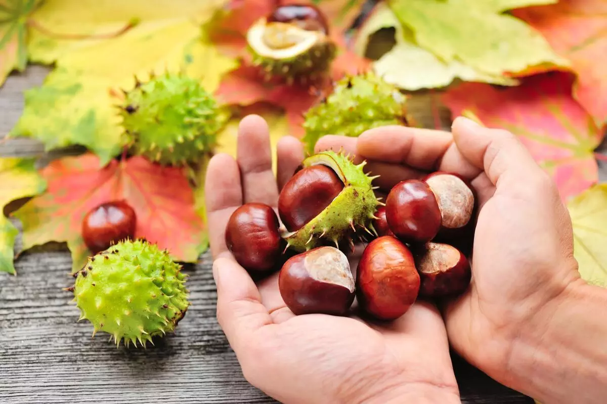 Chestnuts تعطیلات: چگونه ما جشن می گیریم؟