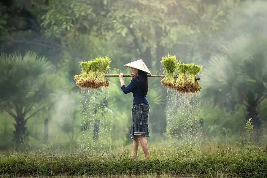 ဆန်ဟင်းလျာများ။ အရသာရှိတဲ့နေ့လည်စာကိုဘယ်လိုချက်ပြုတ်ရမလဲ။