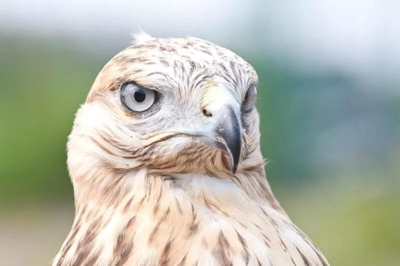 Por que os militares estadounidenses invisten diñeiro en animais mecánicos e aves?