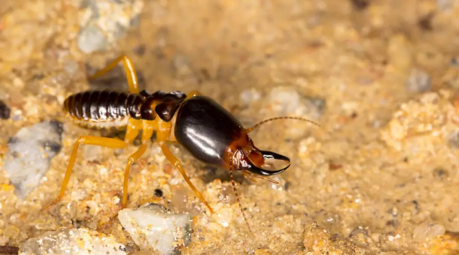 Wéi liewen Termiten a wat ënnerscheede se sech vun normale Mieren?