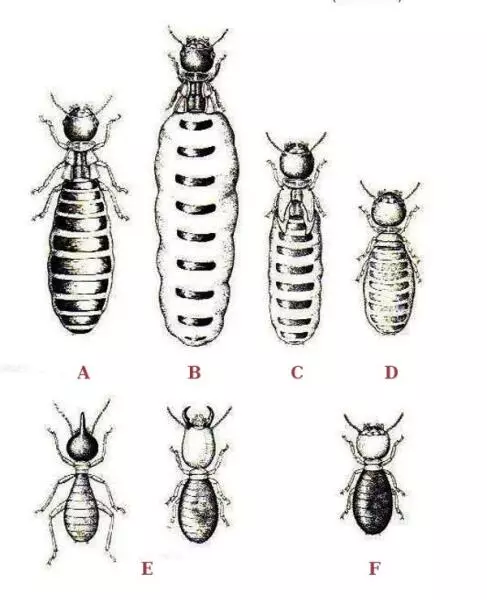 Polimorfiżmu fost termites A - Is-Surring King B - Ir-Reġina Ringing C - It-Tieni Queen D - It-Tielet Reġina E - Suldati F - Ħaddiem