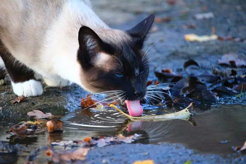 Wêrom is it fjoer, wetter en kat waar te nimmen ûneinige?