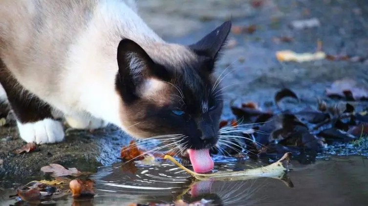 Por que se pode observar o lume, a auga eo gato infinito?