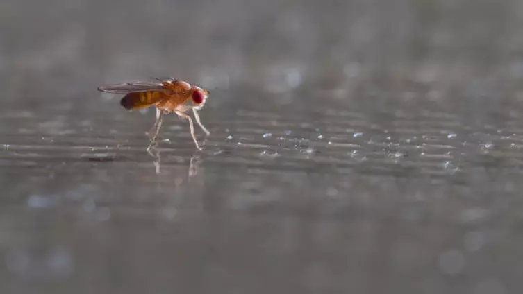 ווי צו באַקומען באַפרייַען פון פליעס אין דער קיך? 17754_1