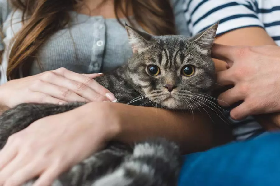 Como entender o gato?