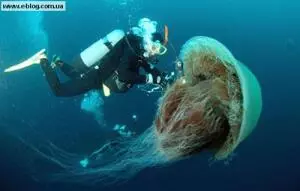 În apele țărmurilor din Japonia, meduze otrăvitoare gigantice